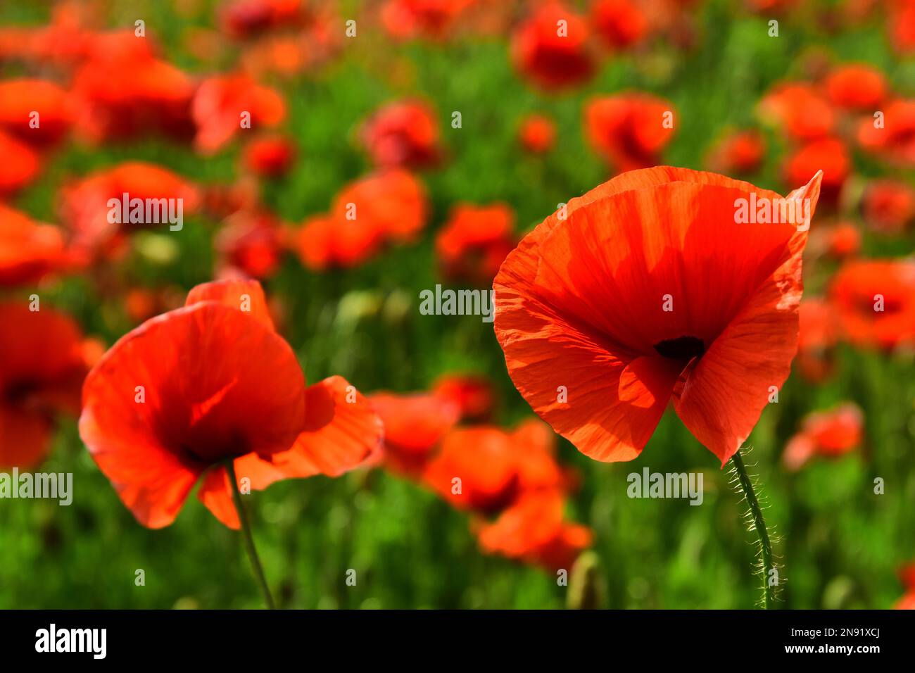Poppy flower. Anzac day banner. Remember for Anzac, Historic war memory ...