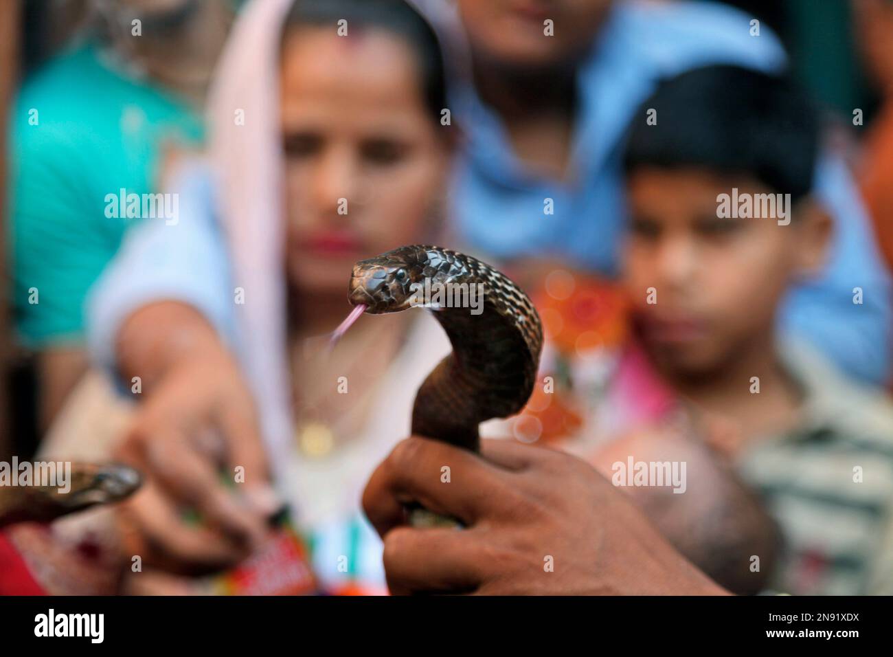 Hindu devotees offer prayers to a snake during Naag Panchami festival ...