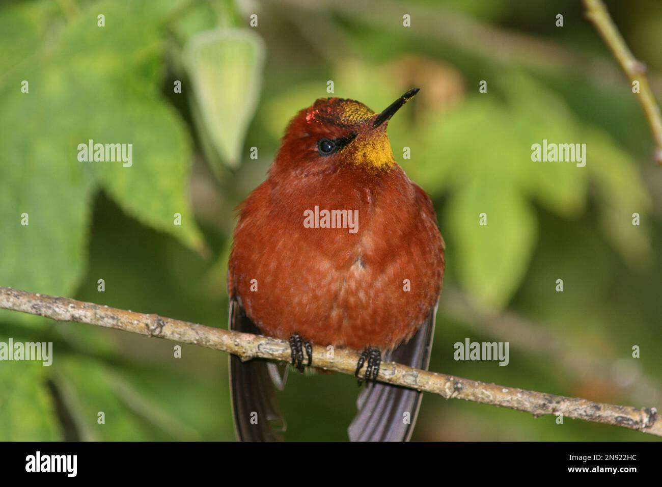 Undated picture of a male Robinson Crusoe Firecrown perched on a branch ...