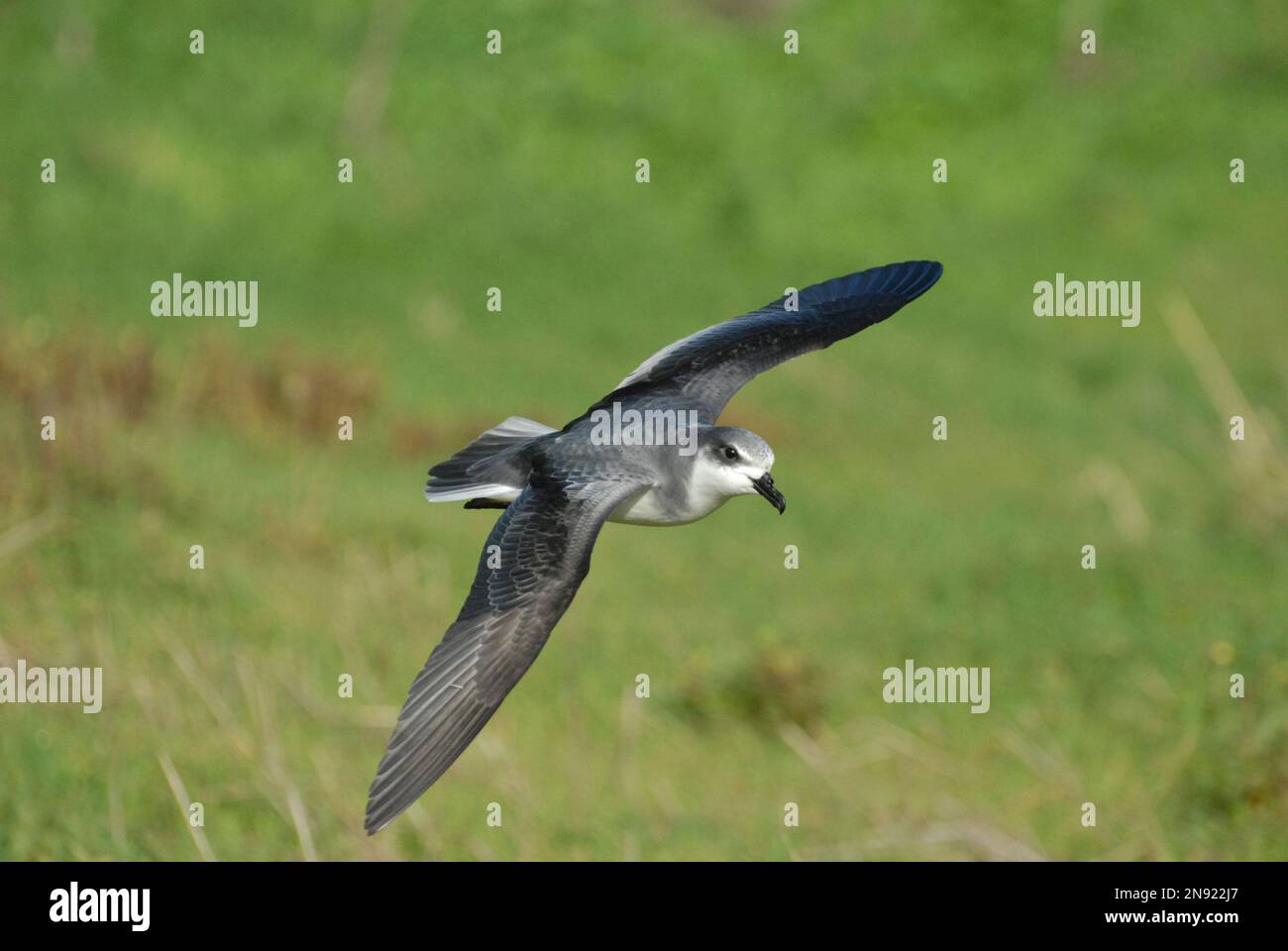 Undated picture of a Fardella flying over Robinson Crusoe Island ...