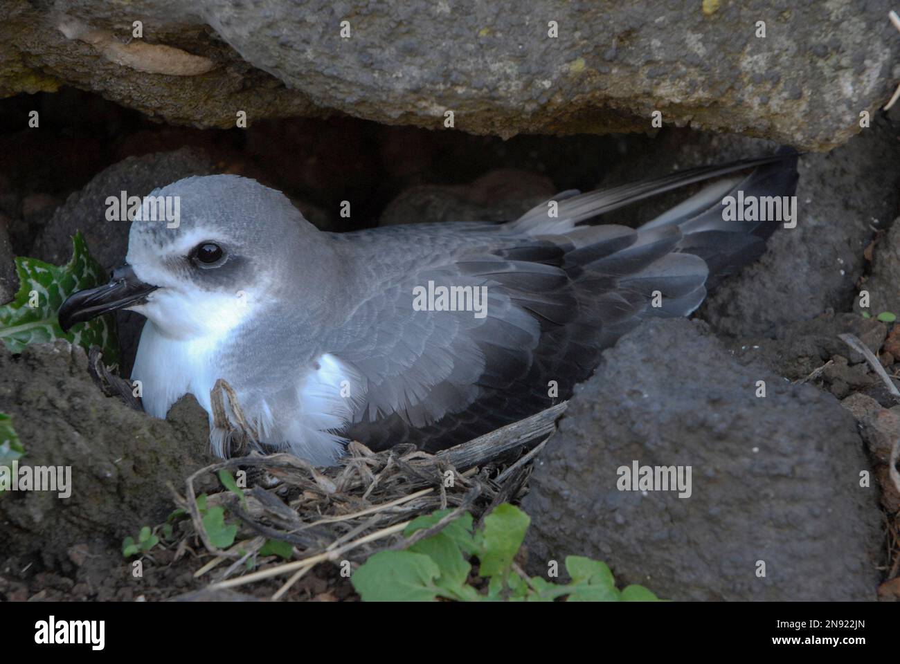 Undated picture of a Fardella brooding her eggs on Robinson Crusoe ...