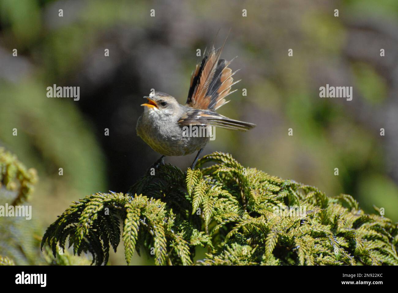 Undated picture of a Masafuera Rayadito on Alejandro Selkirk Island ...