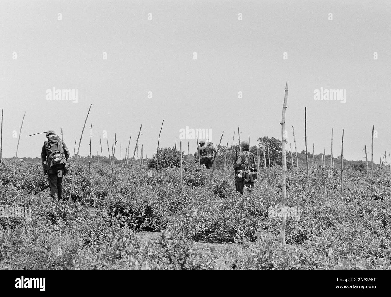 Sharpened bamboo sticks rise from the ground on Van Tuong peninsula as ...