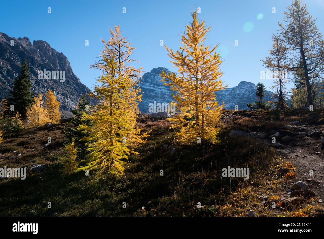 Snow-capped mountain framed by golden larch trees in autumn. Lake O ...