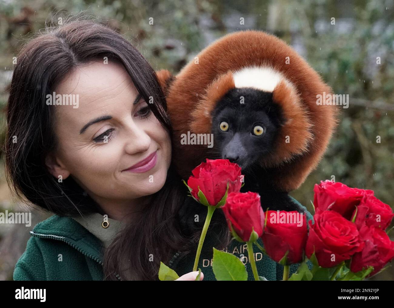 Keeper Kristine Fennessy Alexander with red ruffed lemurs as they enjoy ...
