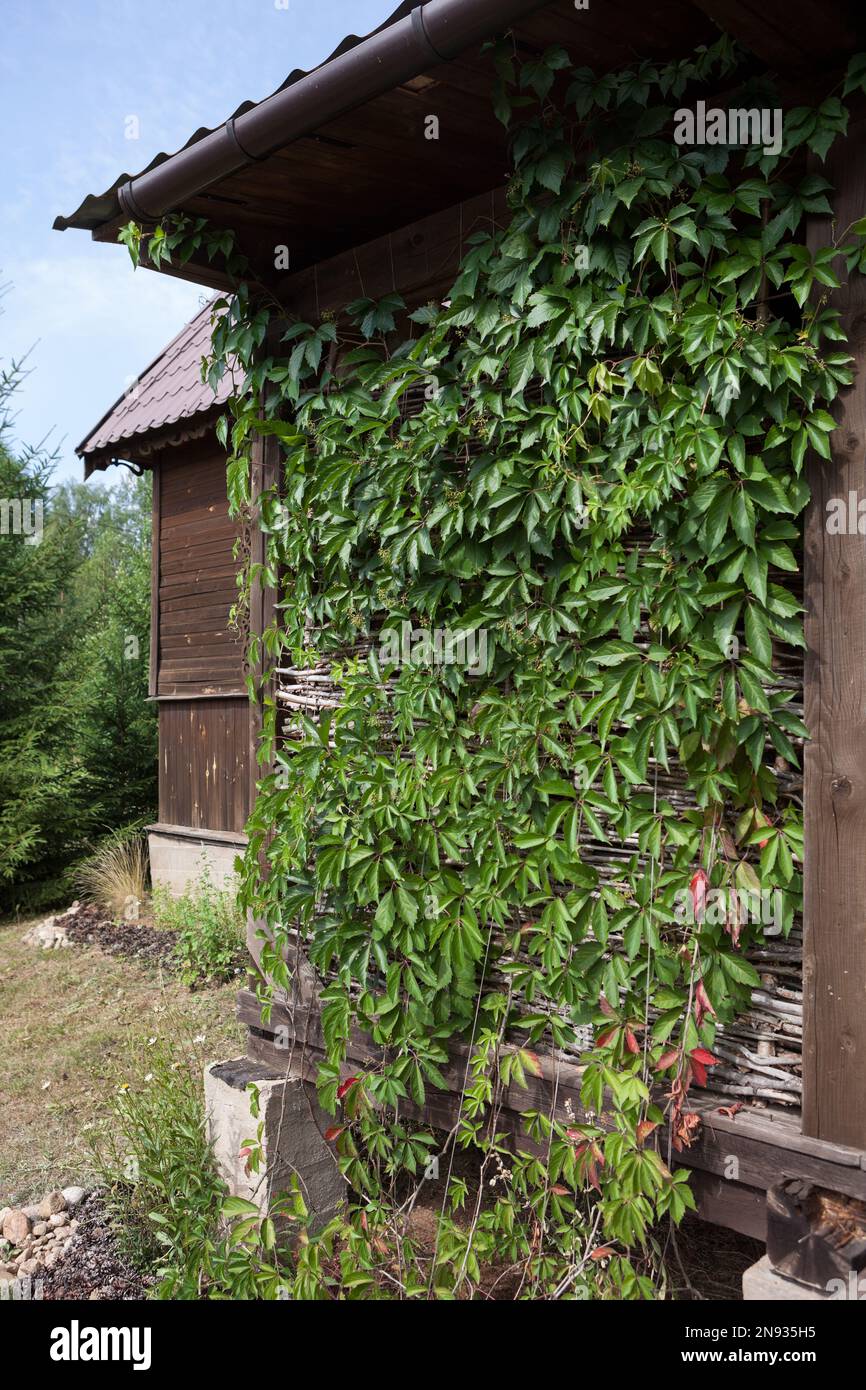 Bush green wall for veranda closing. Climbing plants growing on house ...