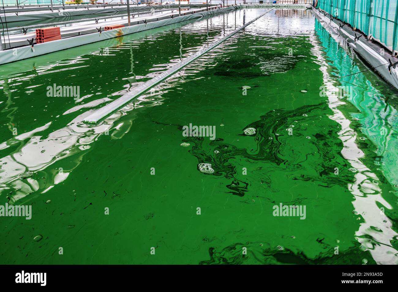 Spirulina cultivation hi-res stock photography and images - Alamy