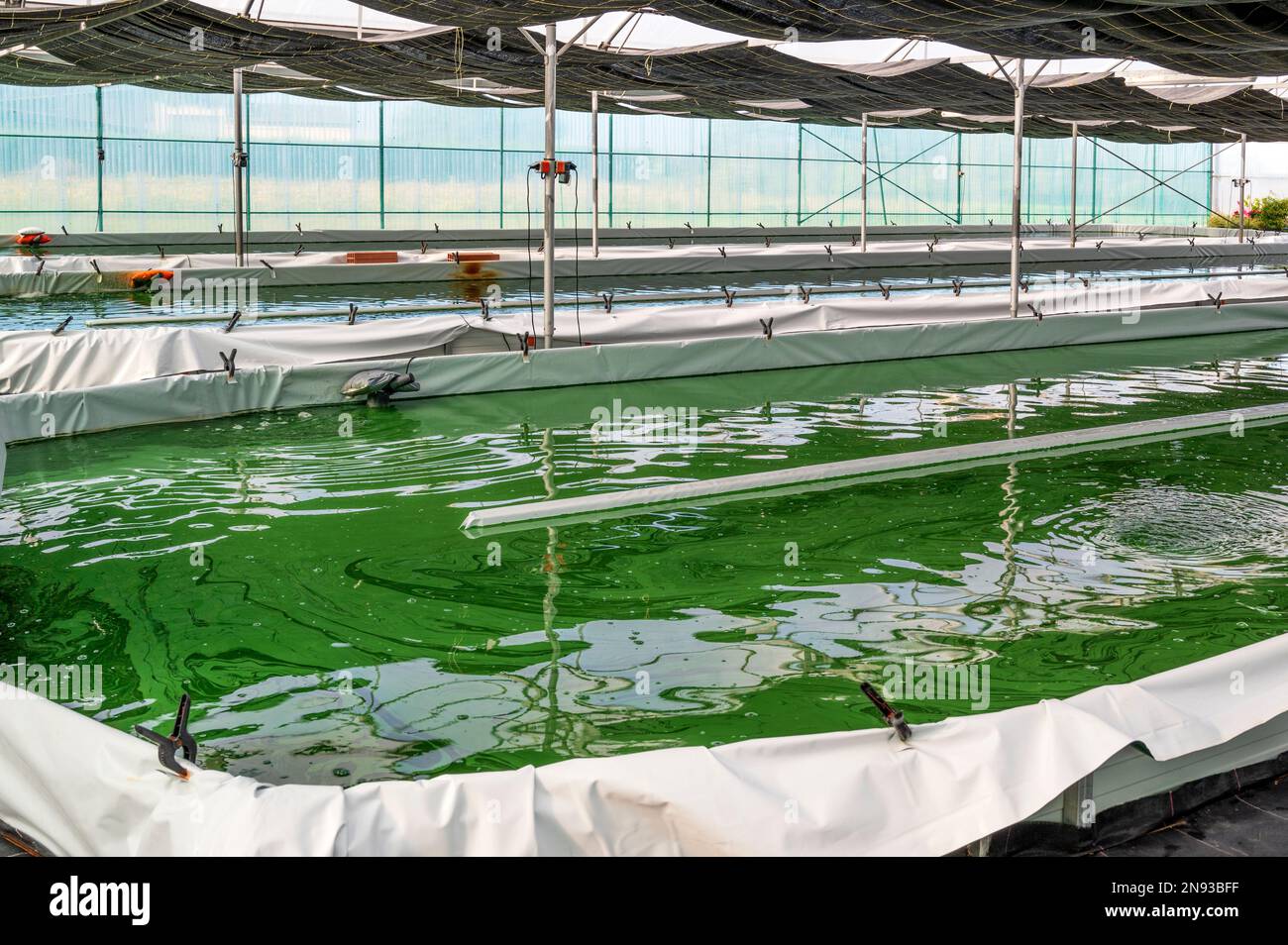 Spirulina Farming