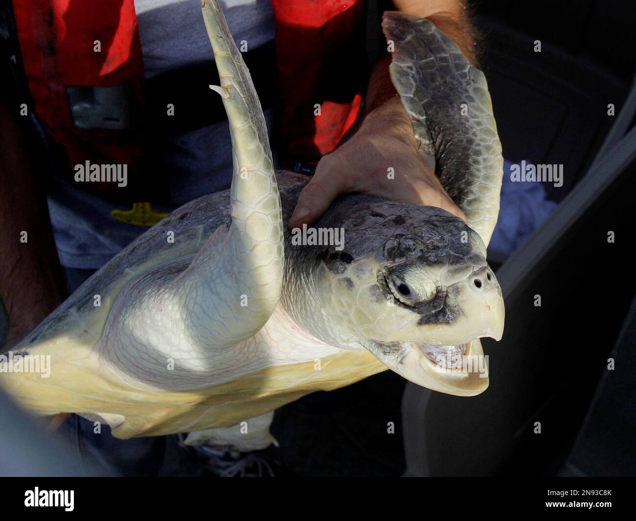A kemps ridley turtle is lifted from a bin to be released into the Gulf of Mexico off the Texas ...