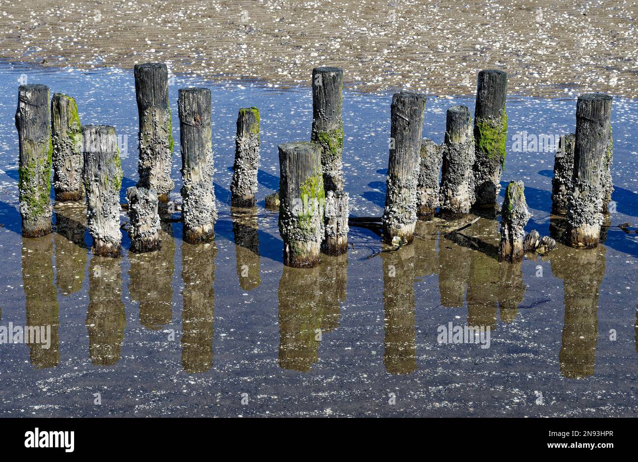 Semibalanus balanoides hi-res stock photography and images - Alamy