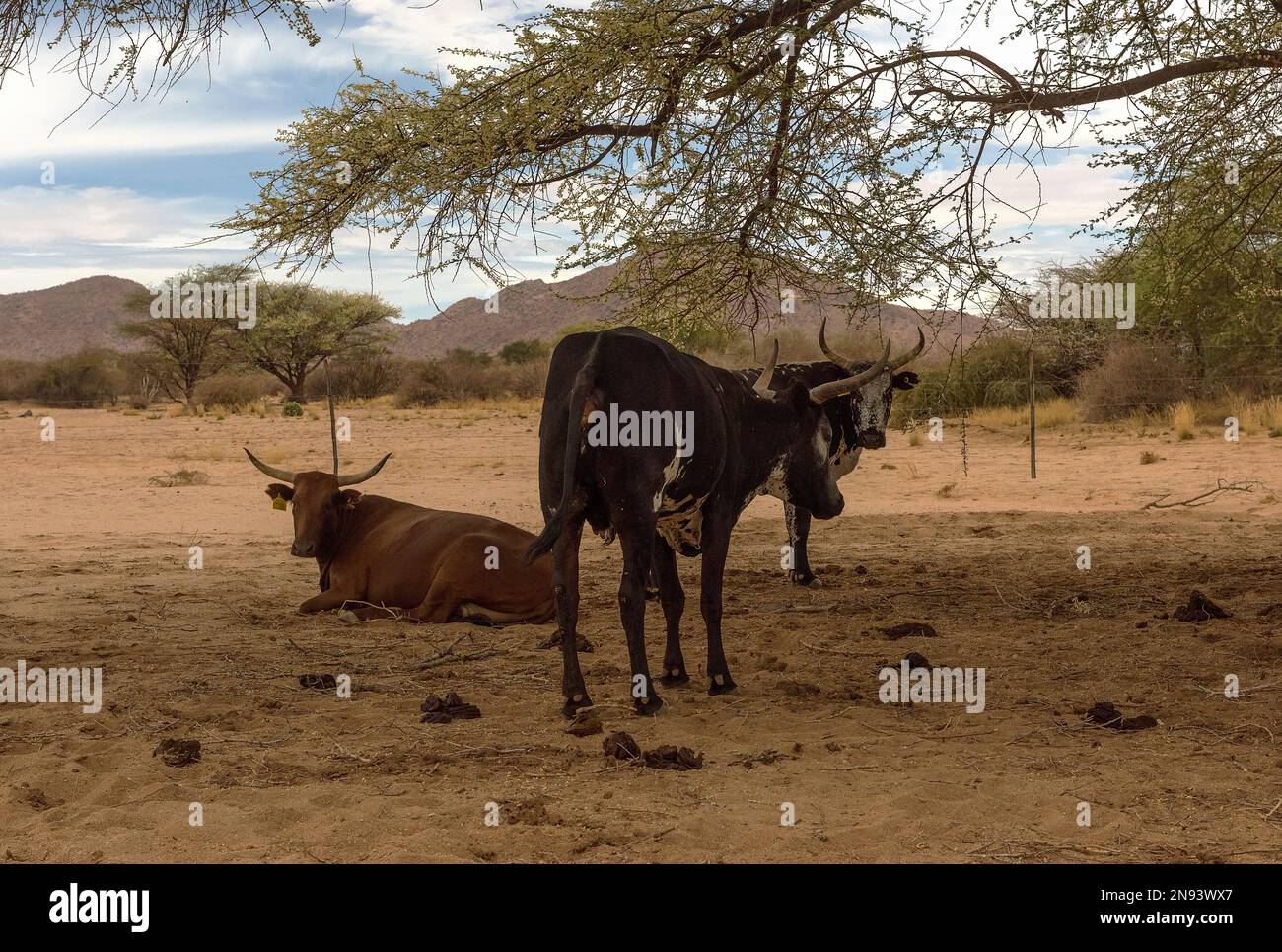 African longhorn cattle in an enclosure on a farm in Namibia Stock ...