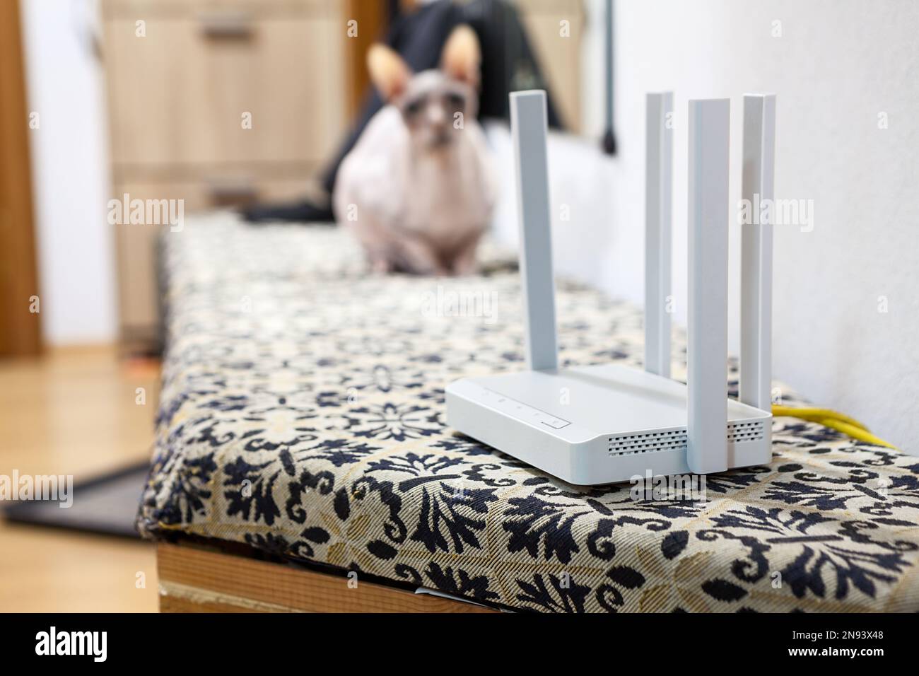 Home router in the hallway of the apartment, sphinx cat is on ...