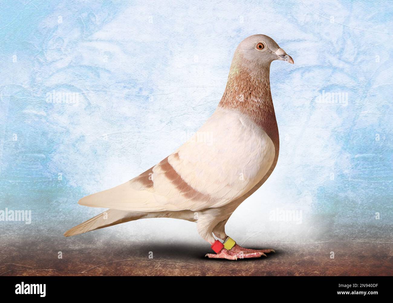 full body of speed racing pigeon bird isolate white background Stock ...