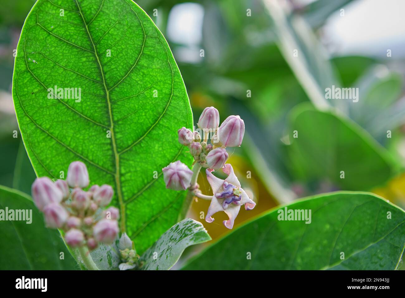 Indian milkweed hi-res stock photography and images - Alamy
