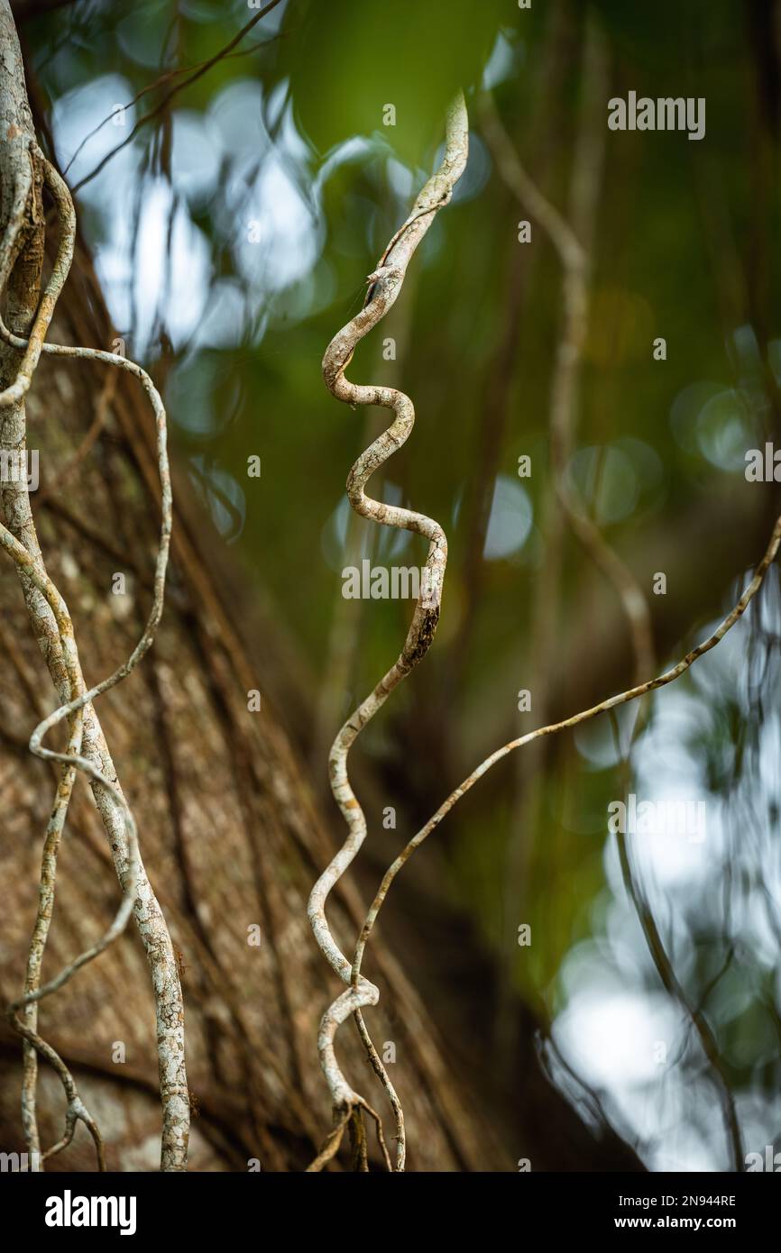 A vertical shot of a curvy tree branch in a jungle in Malaysia Stock ...