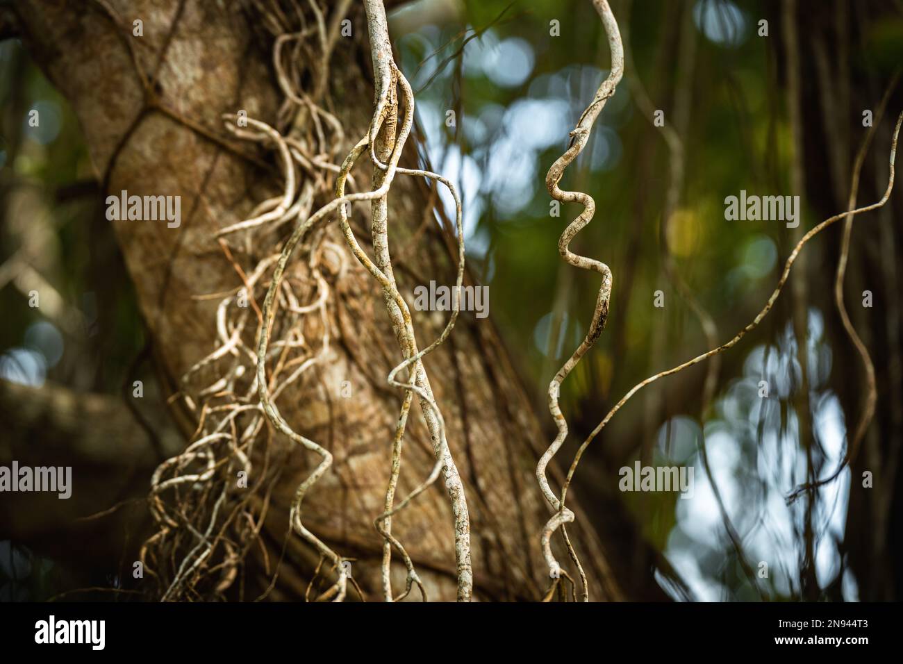 The curvy tree branches in a jungle in Malaysia Stock Photo - Alamy