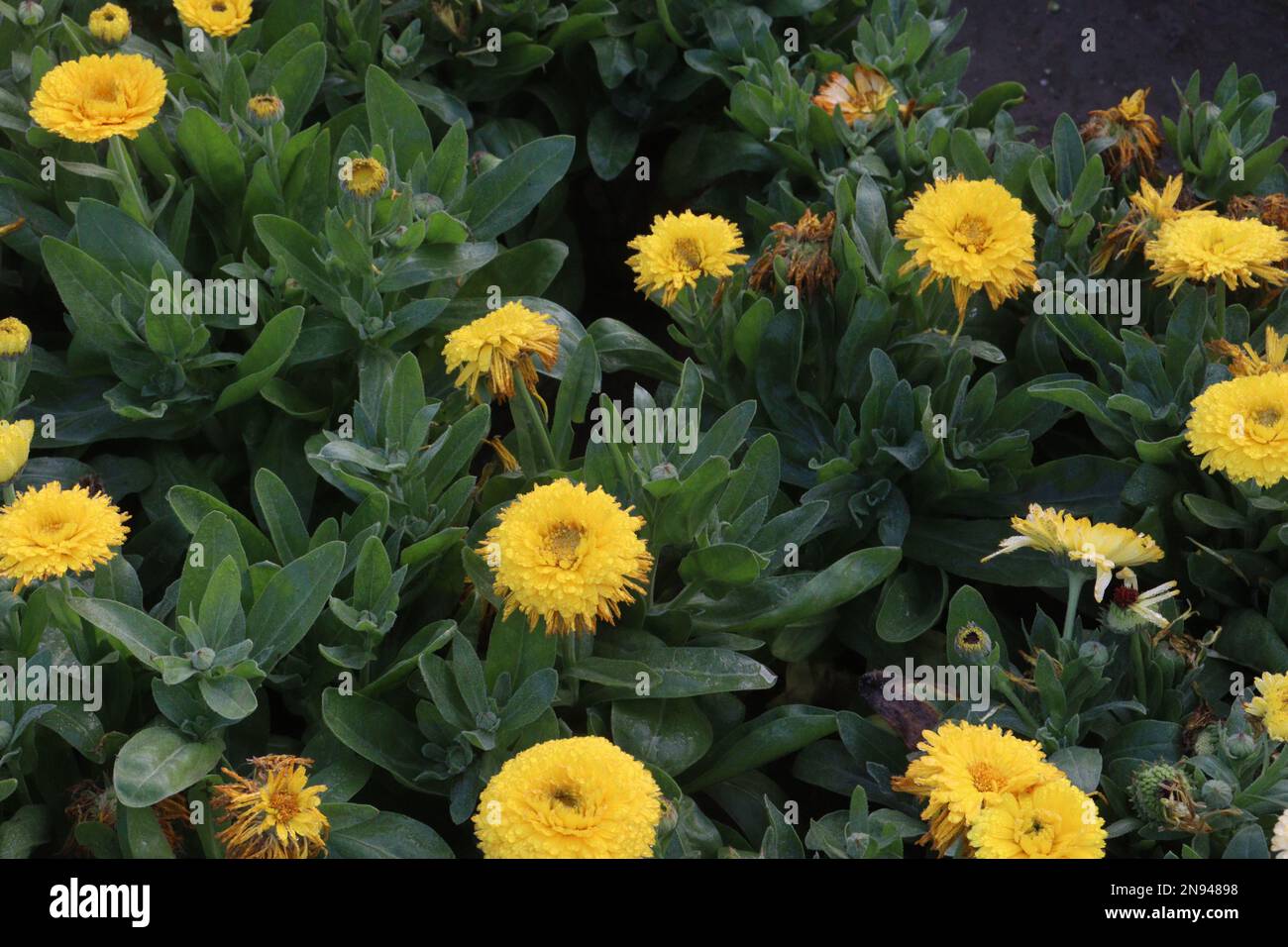 yellow colored pot marigold flower farm for harvest are cash crops ...
