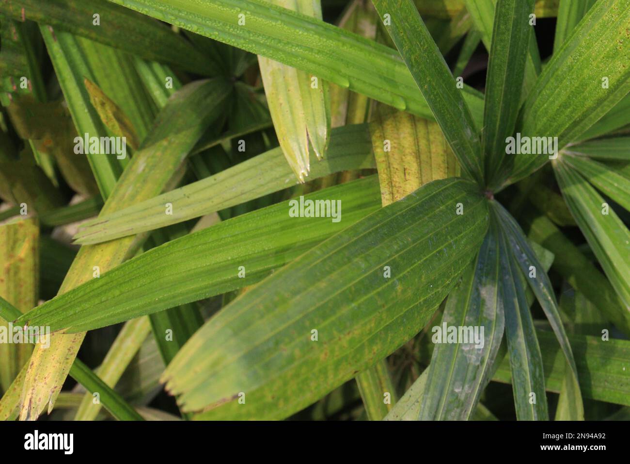 green colored Broadleaf lady palm on garden for harvest are cash crops ...