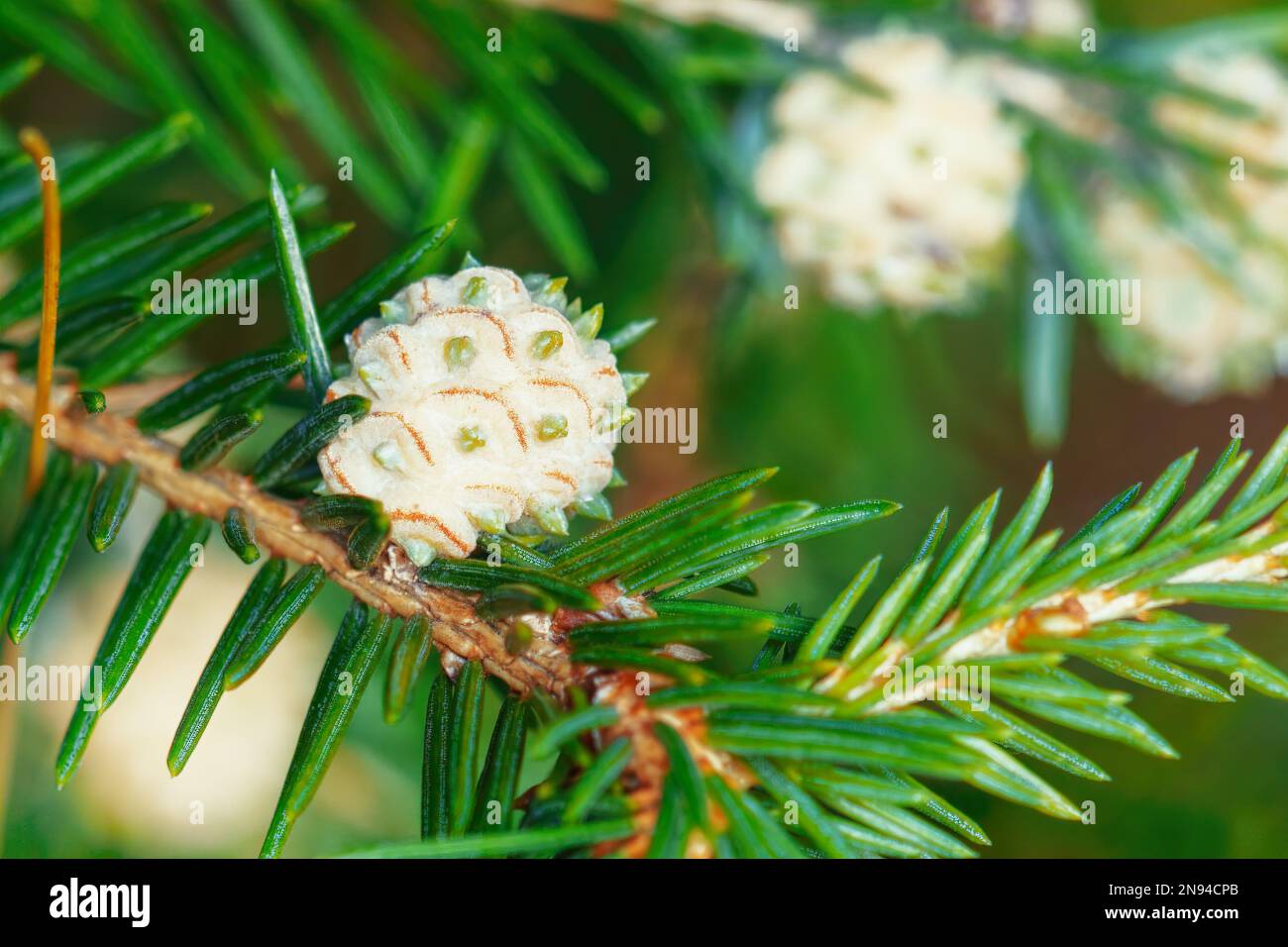 Spruce tree branch with unusual young cones, detail Stock Photo - Alamy