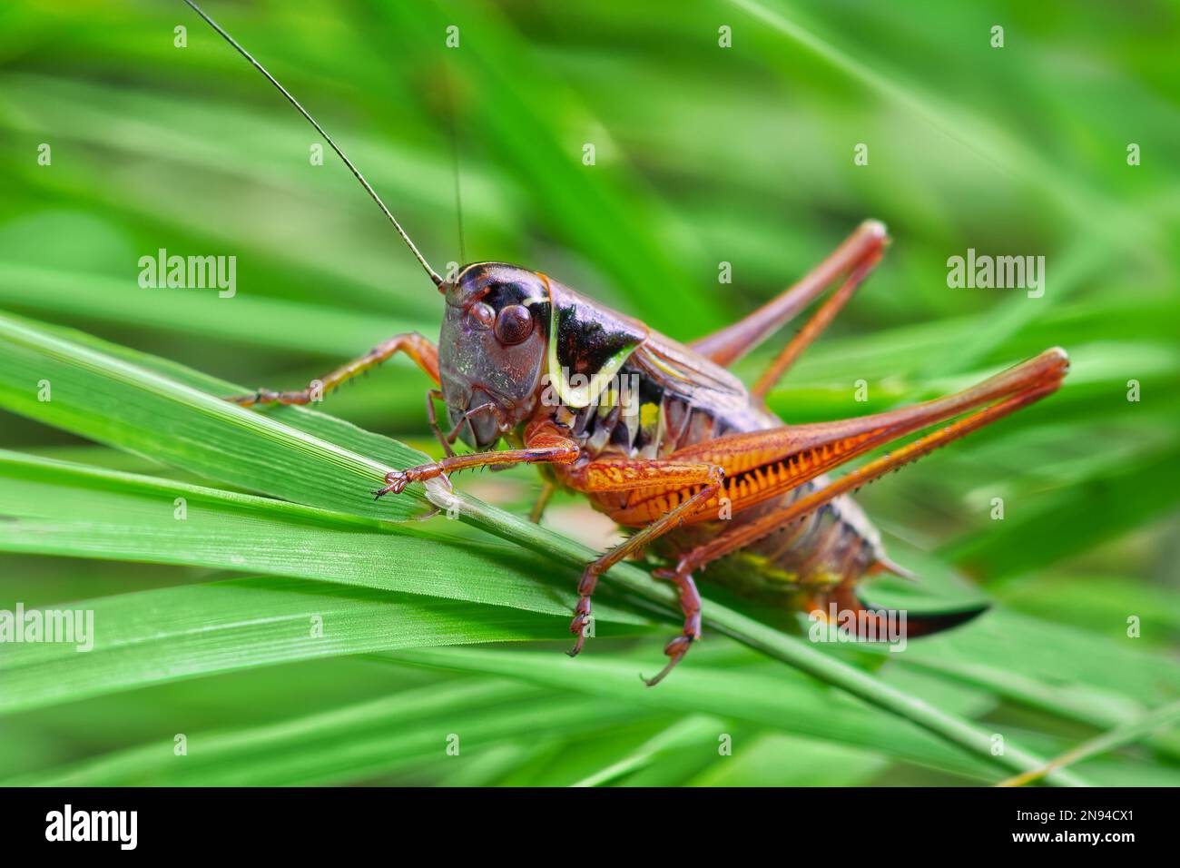 Macro close-up of a female grasshopper with ovipositor that sits on ...