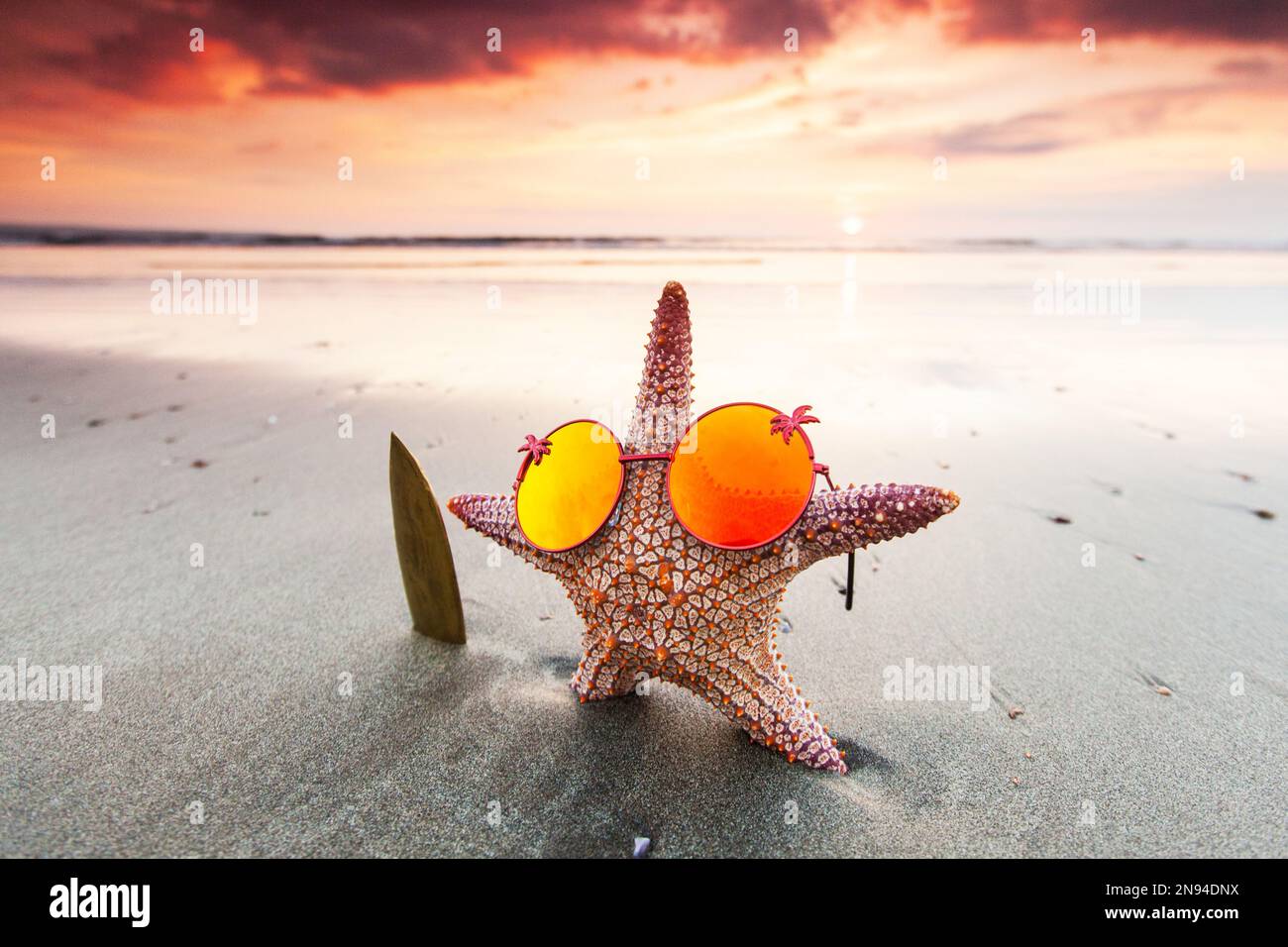 Starfish surfer on the beach and beautiful sunset on Bali Stock Photo ...