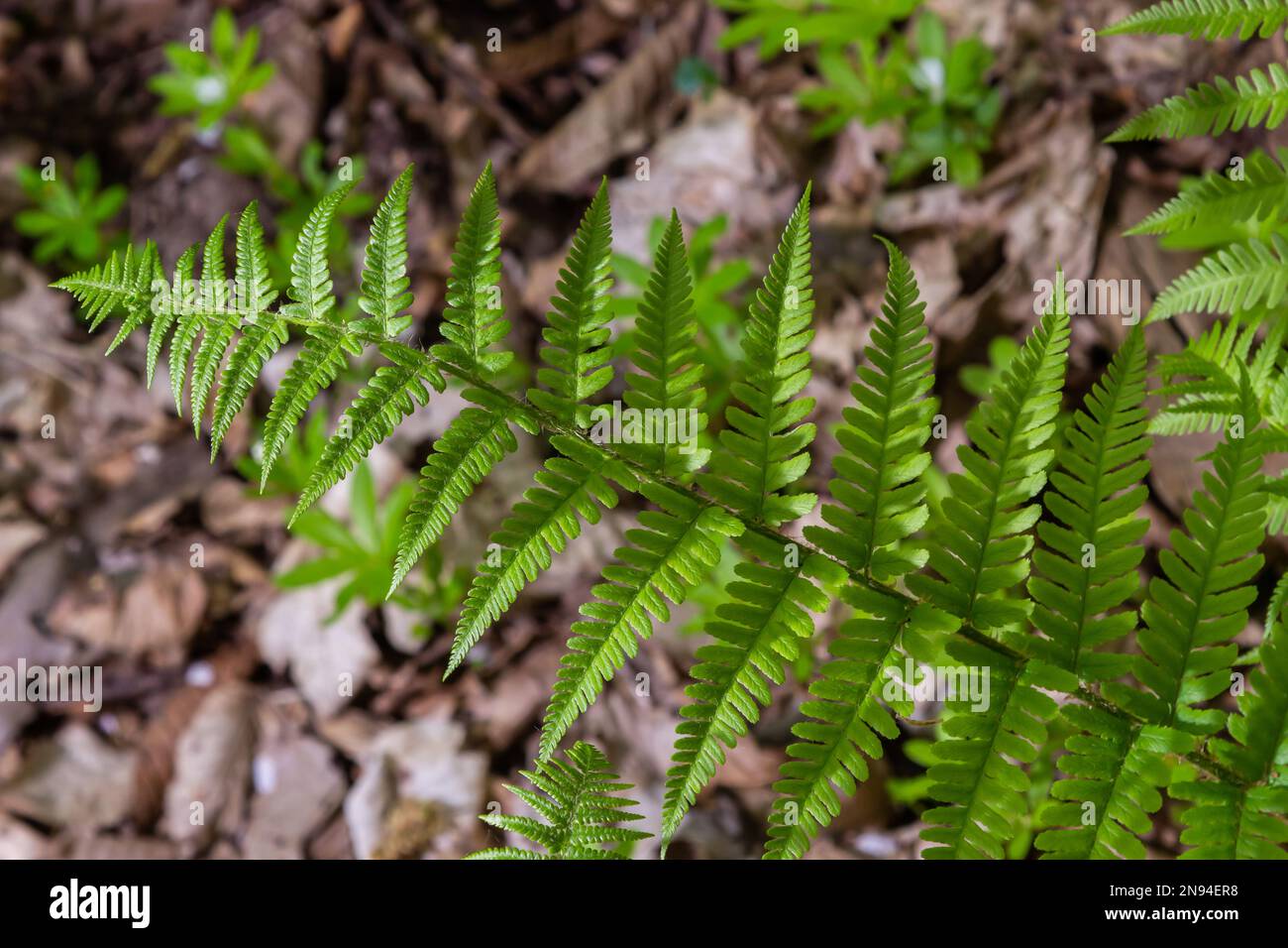Fern is a member of a group of vascular plants that reproduce by spores ...