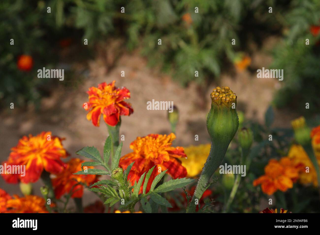 American cone flower hi-res stock photography and images - Alamy
