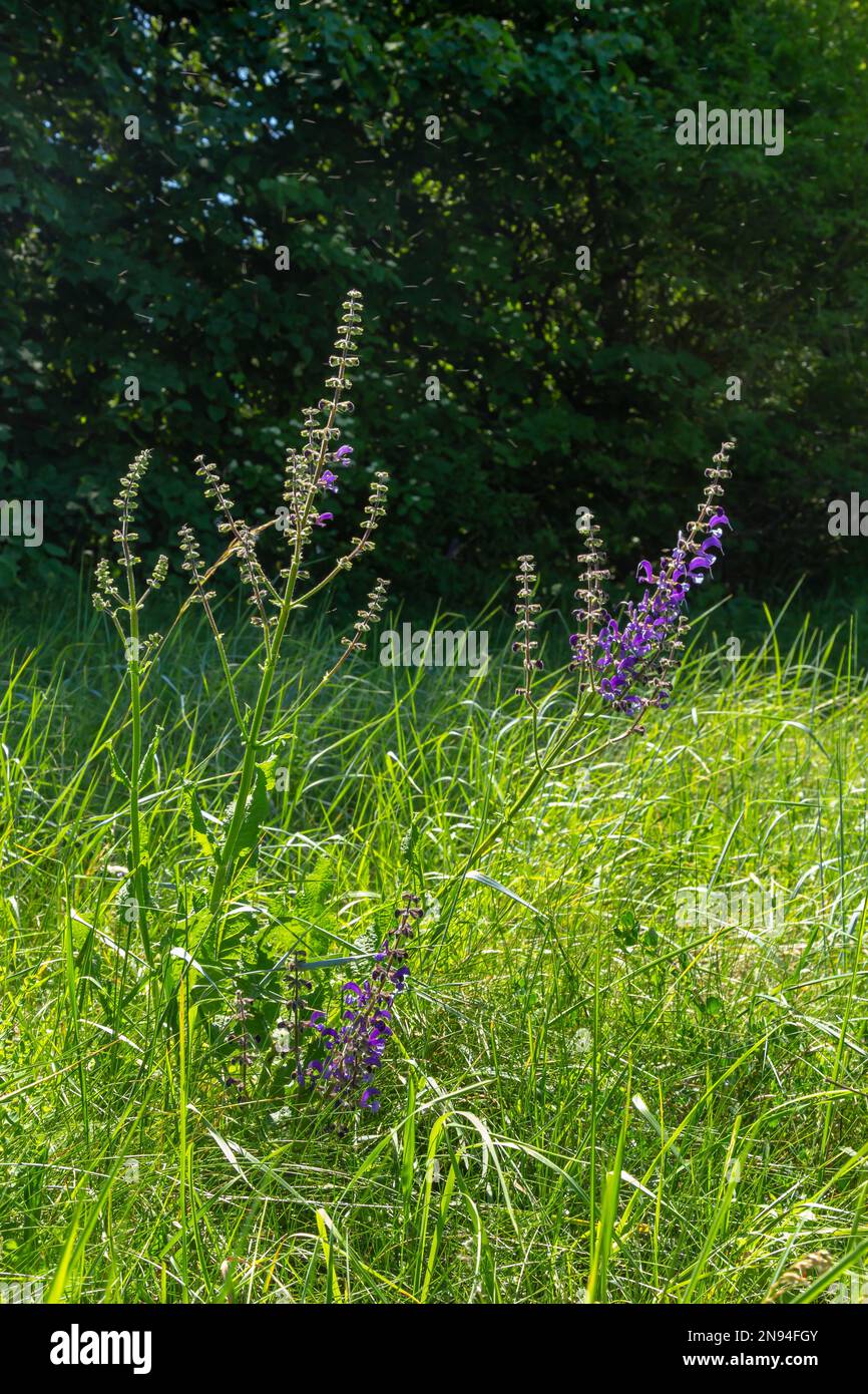 Salvia pratensis, the meadow clary or meadow sage, is a species of ...