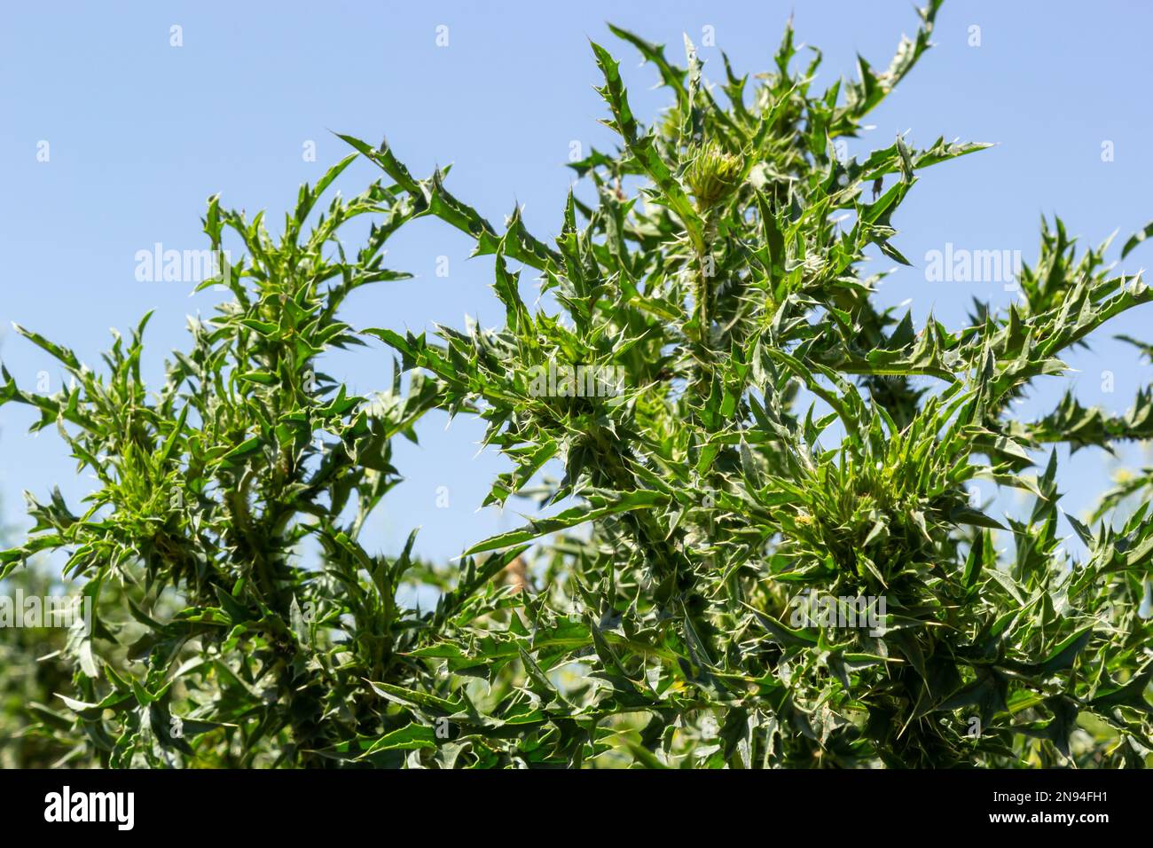 Carduus crispus among flowering plants in the aster family, Asteraceae ...