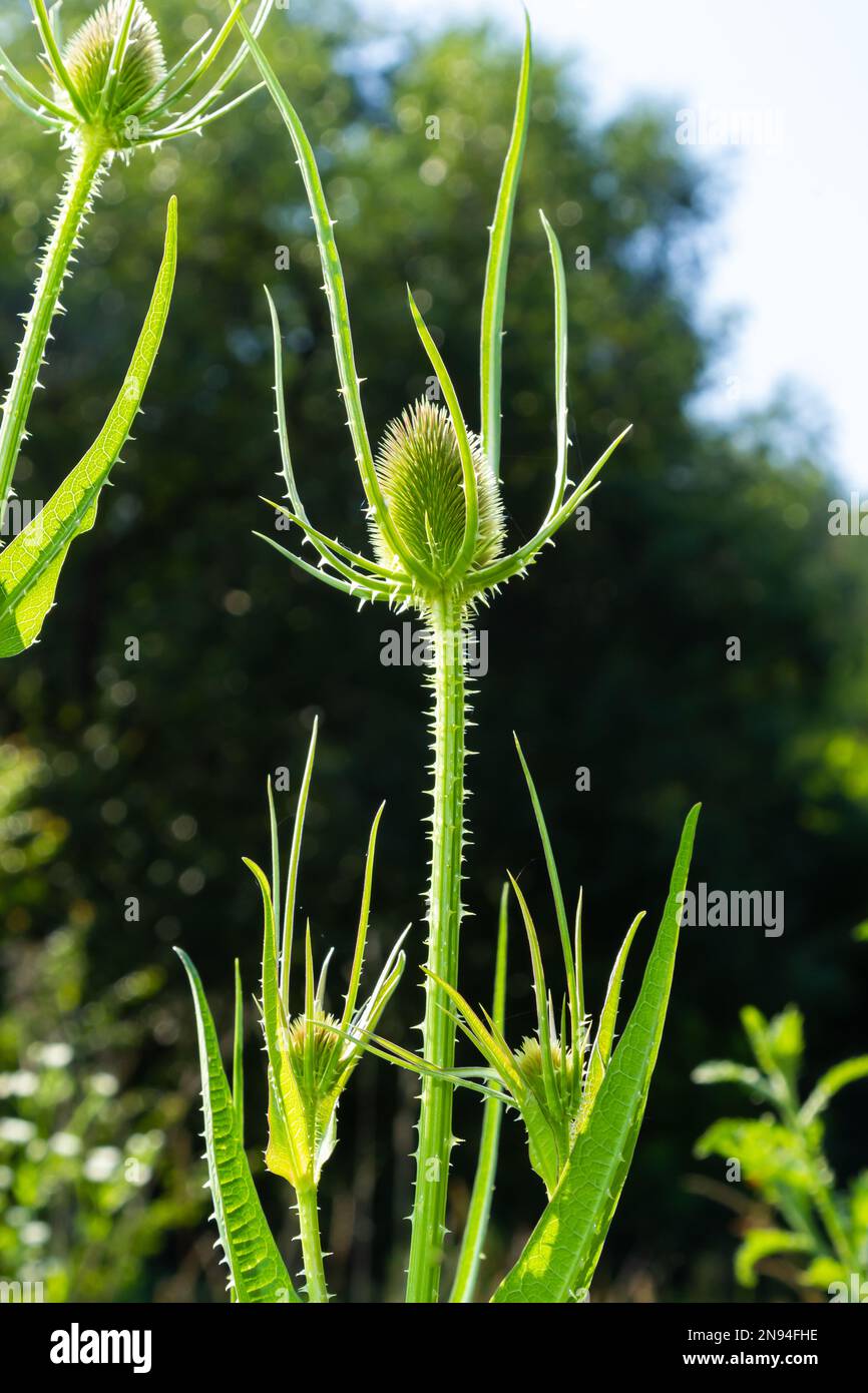 Flowers of wild teasel in autumn, also called Dipsacus fullonum or ...