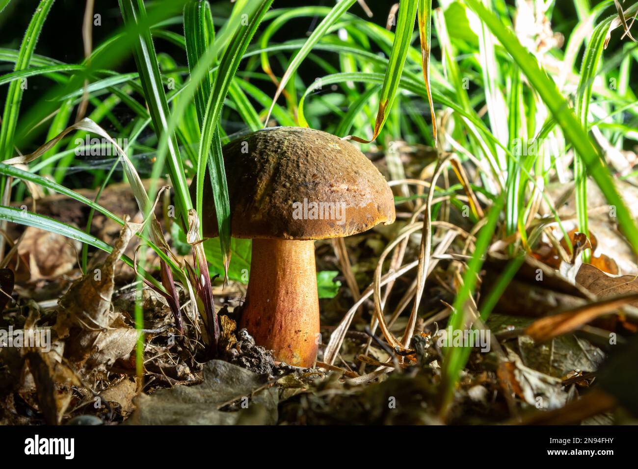Boletus erythopus or Neoboletus luridiformis mushroom in the forest ...