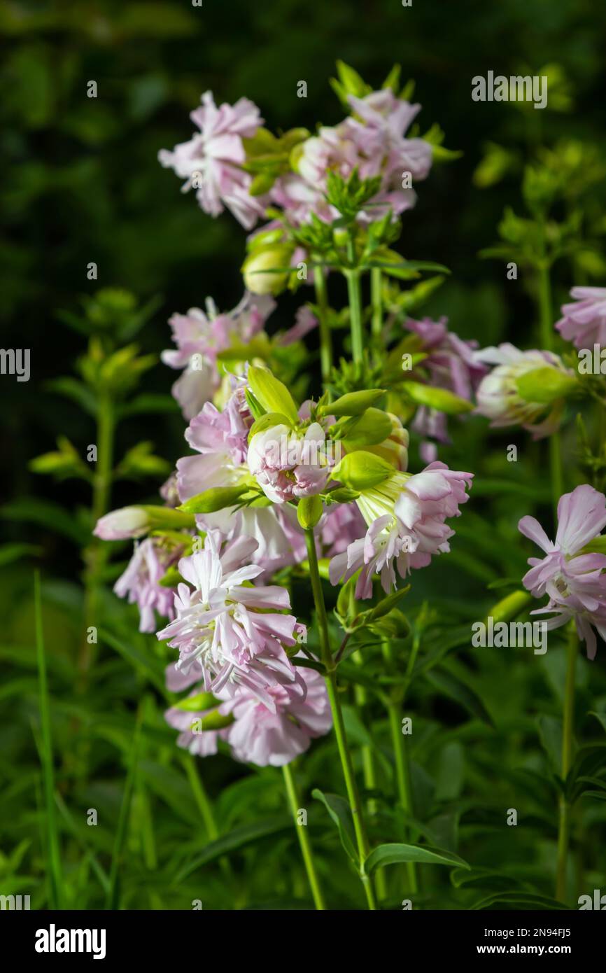 Soapwort saponaria officinalis flower hi-res stock photography and ...