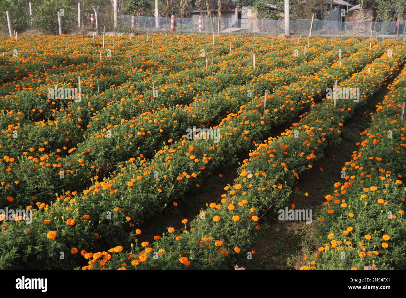 orange colored southern cone marigold flower on farm harvest and ...