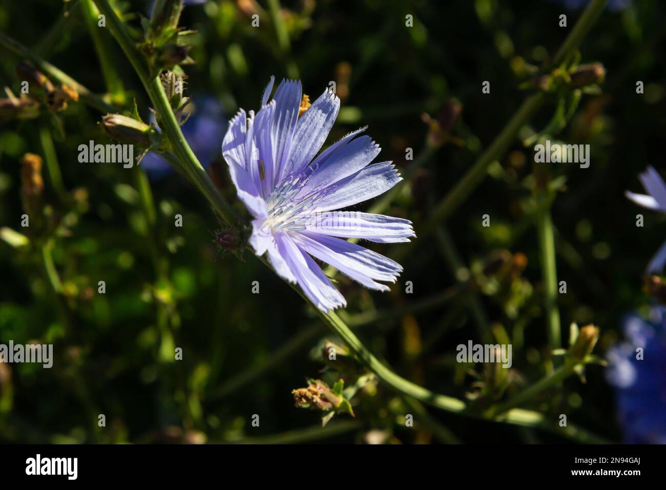 Blue Chicory flowers, close up. Violet Cichorium intybus blossoms ...