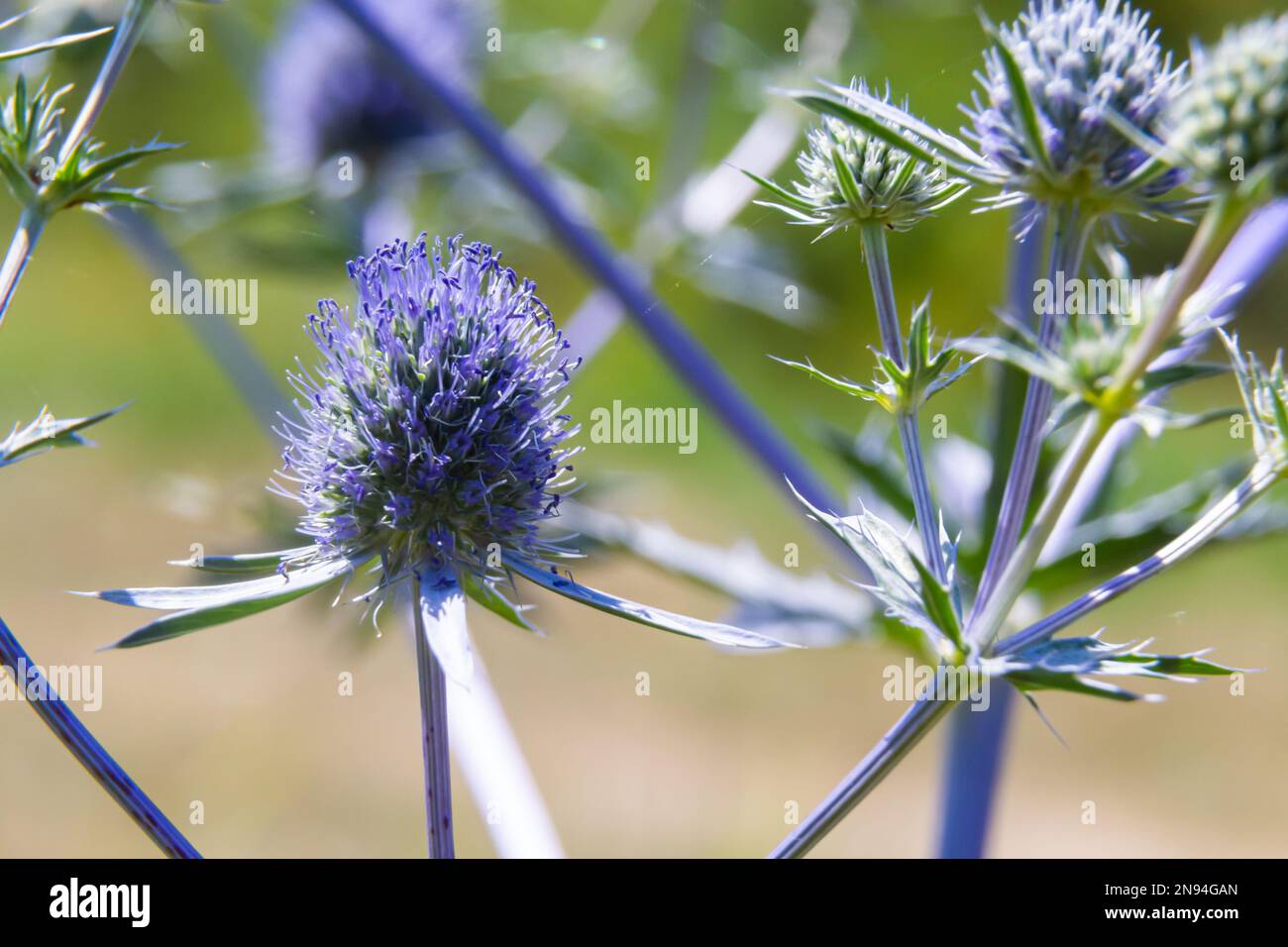 Eryngium Planum Or Blue Sea Holly - Flower Growing On Meadow. Wild Herb ...