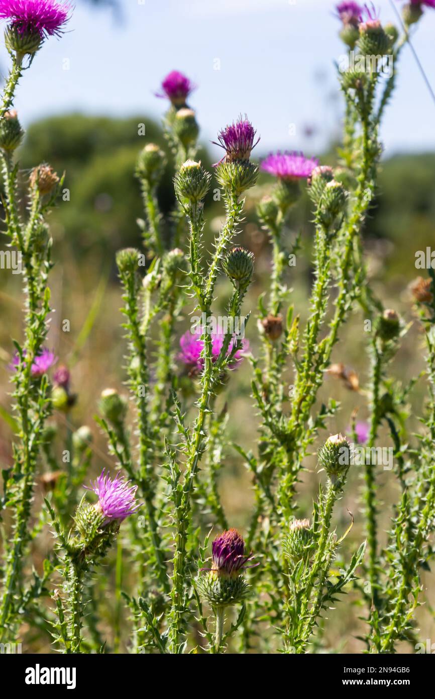 Blessed milk thistle pink flowers, close up. Silybum marianum herbal ...