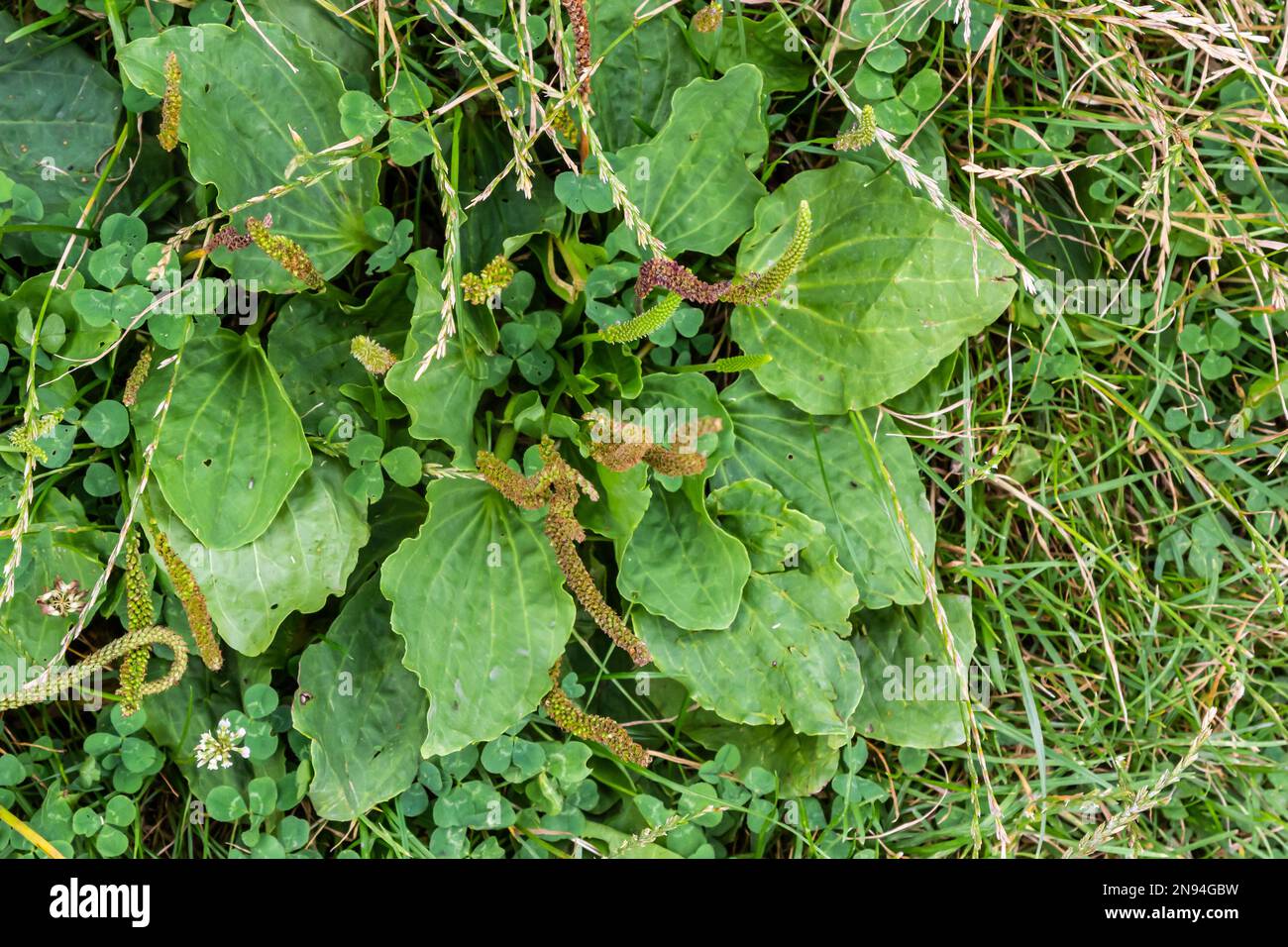 Plantago major Plantago, Plantain, fleaworts There are 3-5 parallel ...