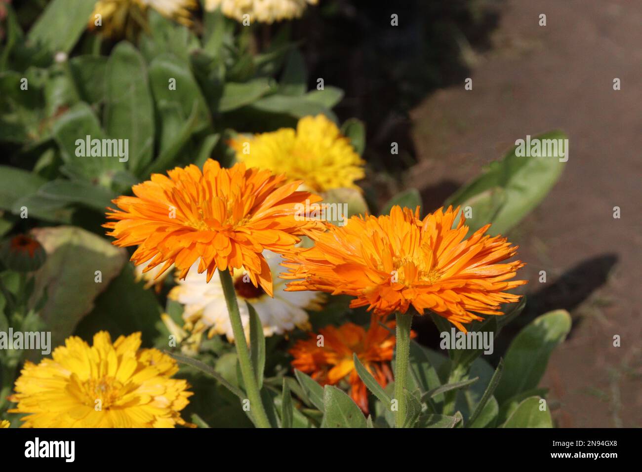 orange colored pot marigold flower farm for harvest are cash crops ...