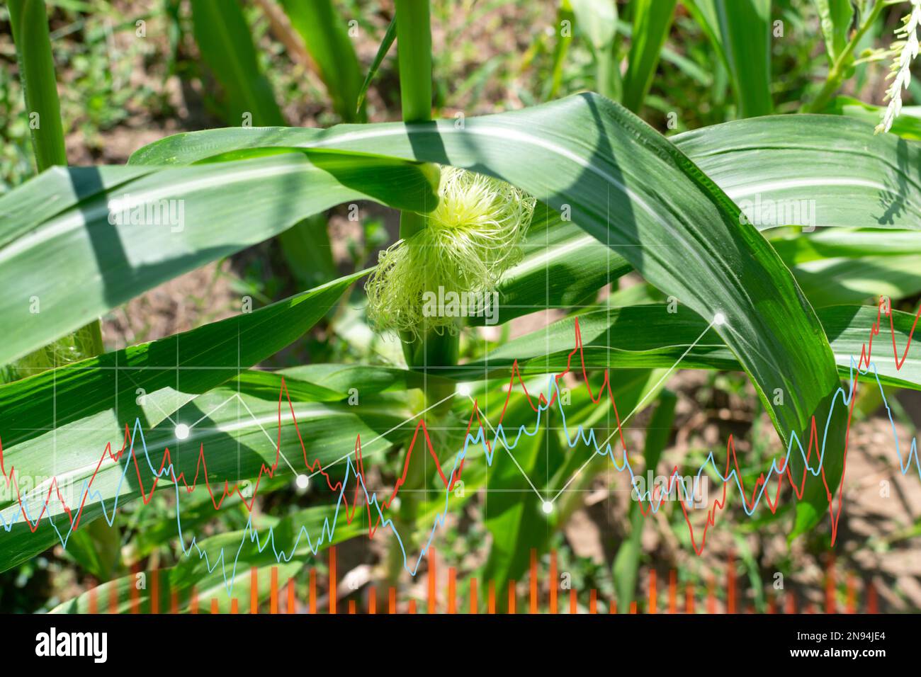 Agriculture sowing of a growing corn plant. Business development growth ...