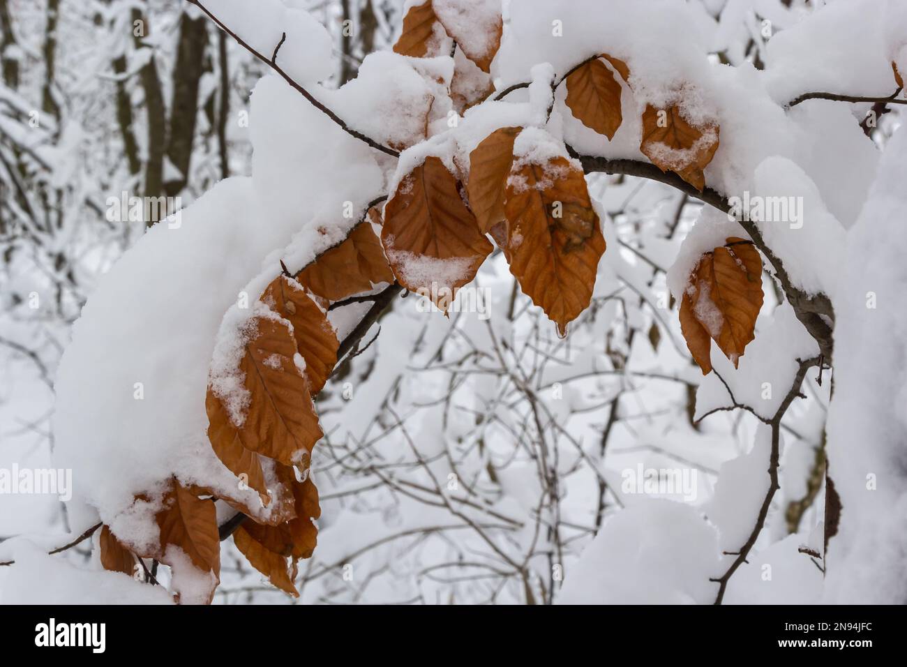 Dry leaves on branches of hornbeam during winter snowfall Stock Photo ...