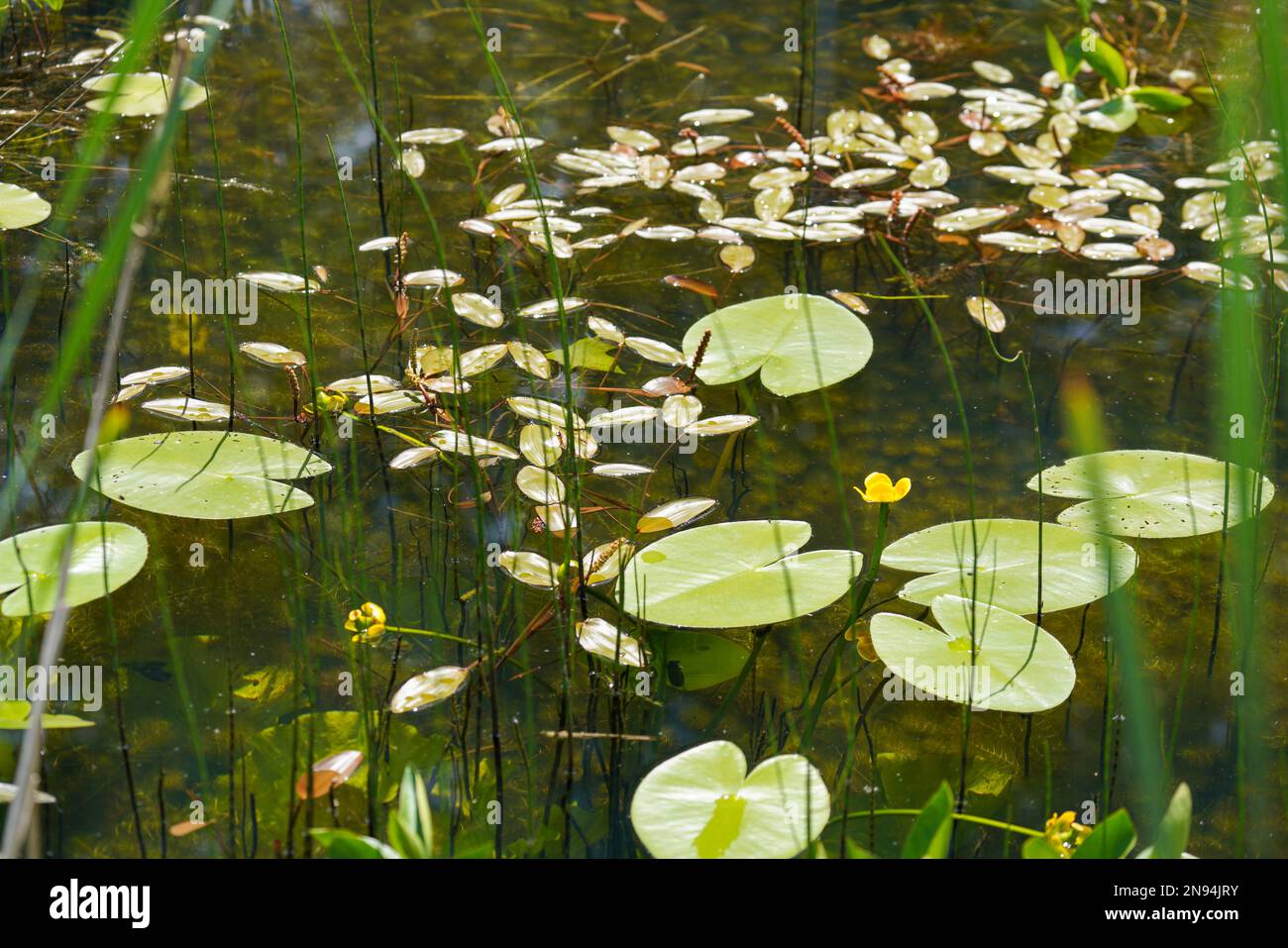 Aquatic plants photographed in a garden pond in spring in Germany Stock ...