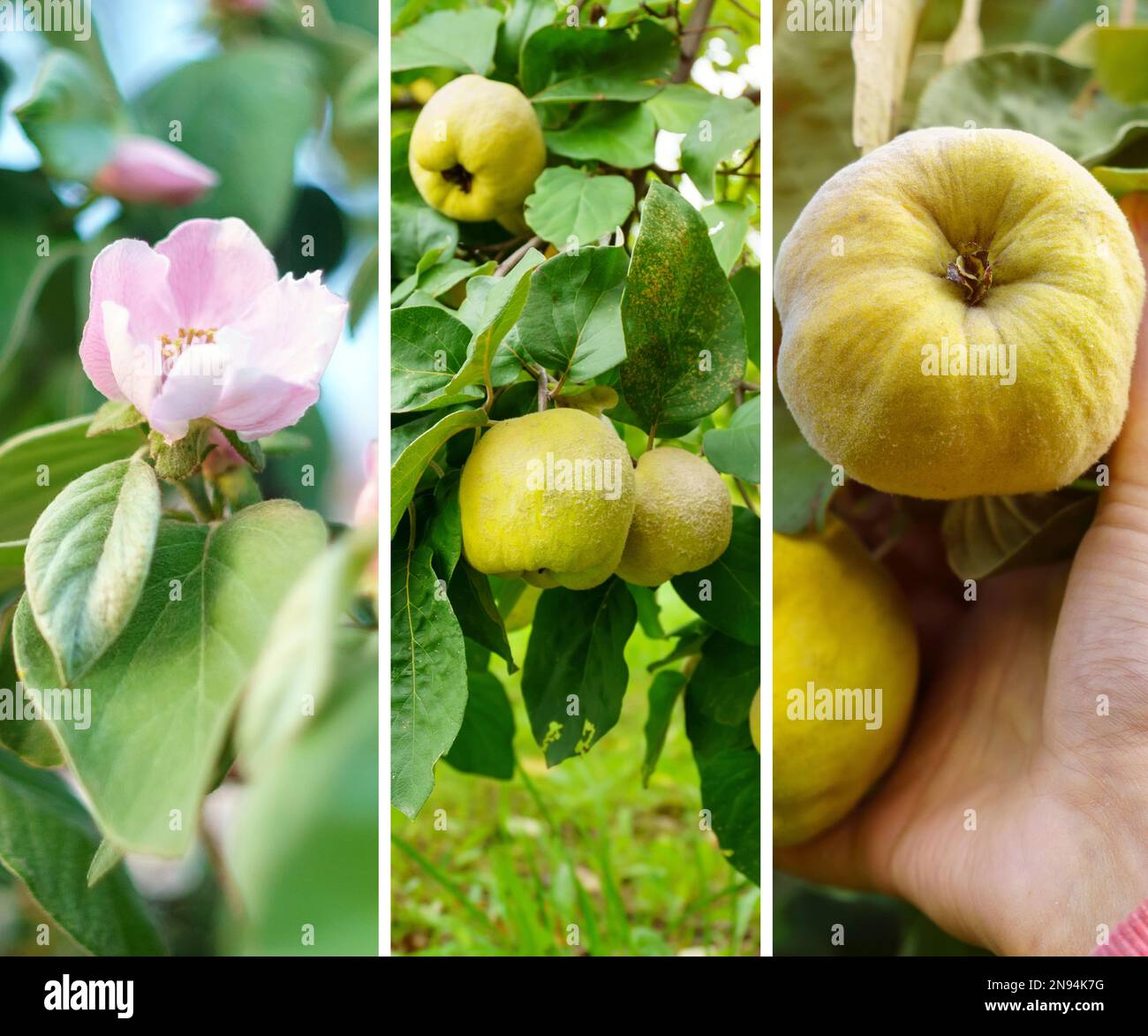 Quince fruits grow on quince tree with green foliage in autumn garden ...