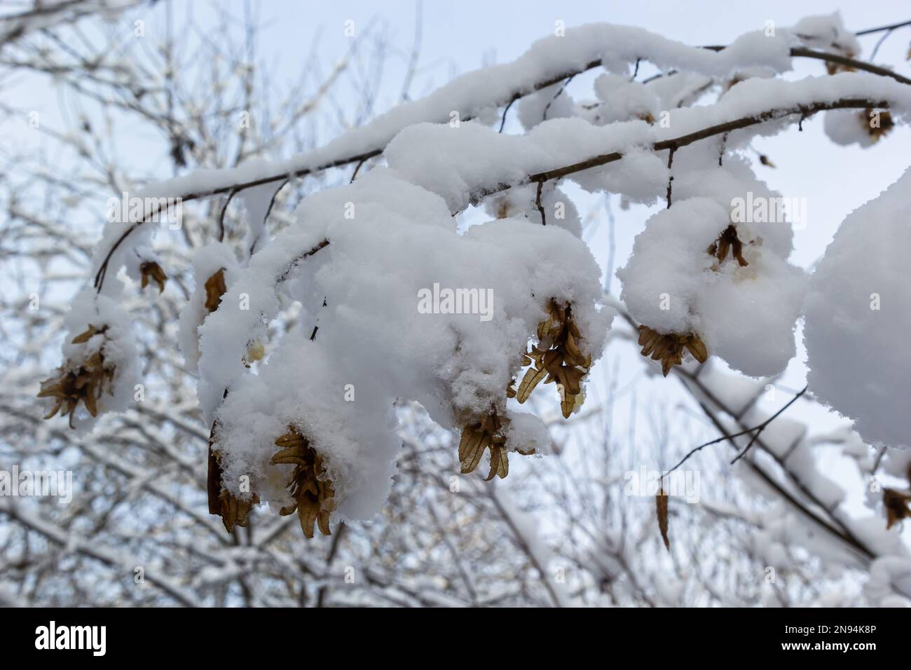 Dry leaves and seeds on hornbeam branches during winter snowfall Stock ...