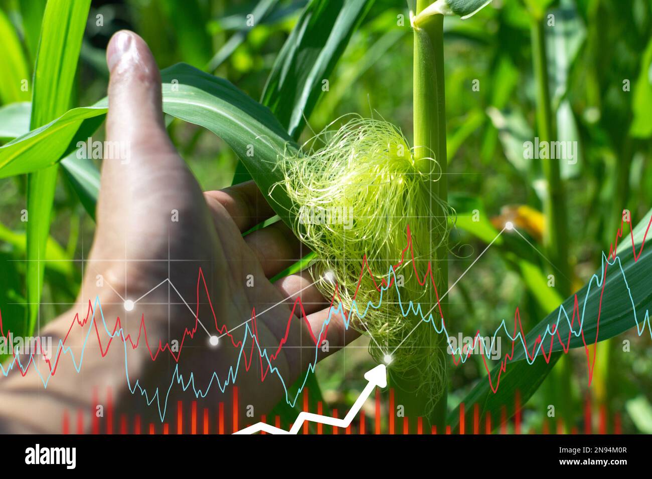 Corn growing chart, on a green background. Agriculture, growth, ecology ...