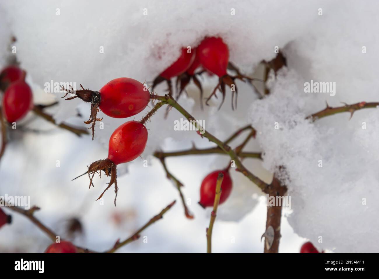Dog rose hips winter frost hi-res stock photography and images - Alamy