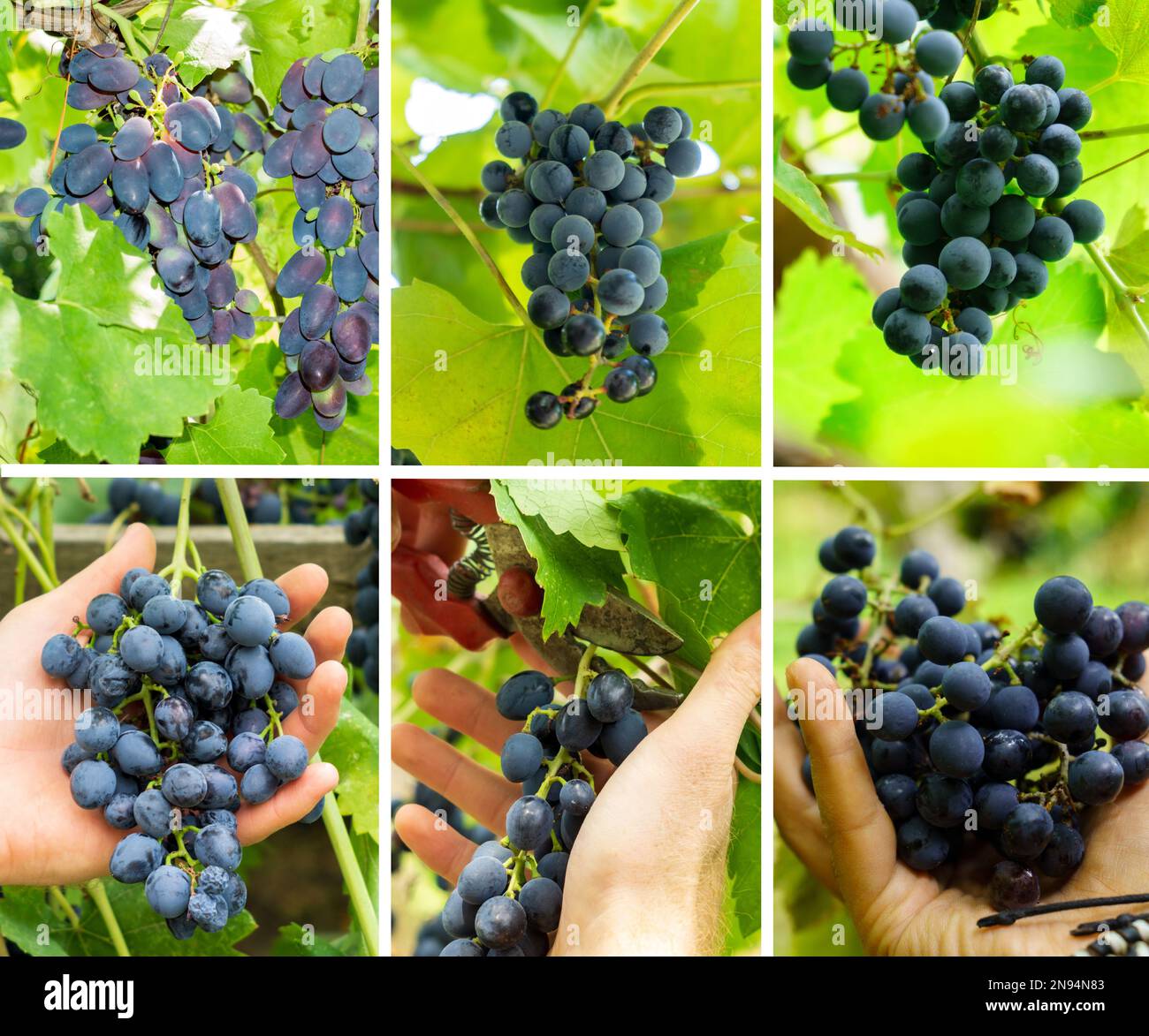Collage of grapes and vineyards. Fruit harvesting. Collection of grape ...