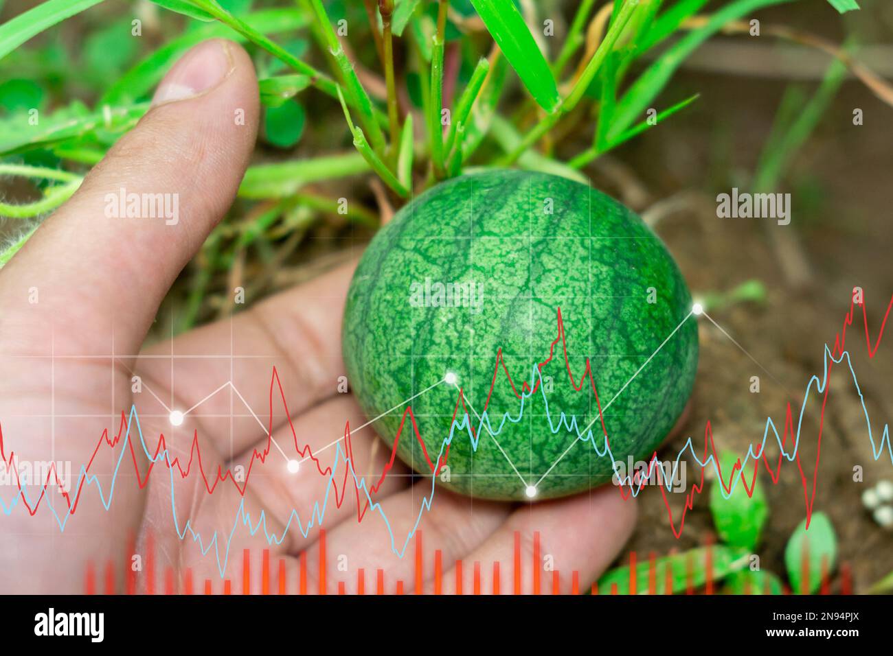 Watermelon grow in form field. Natural watermelon growing on farmland ...