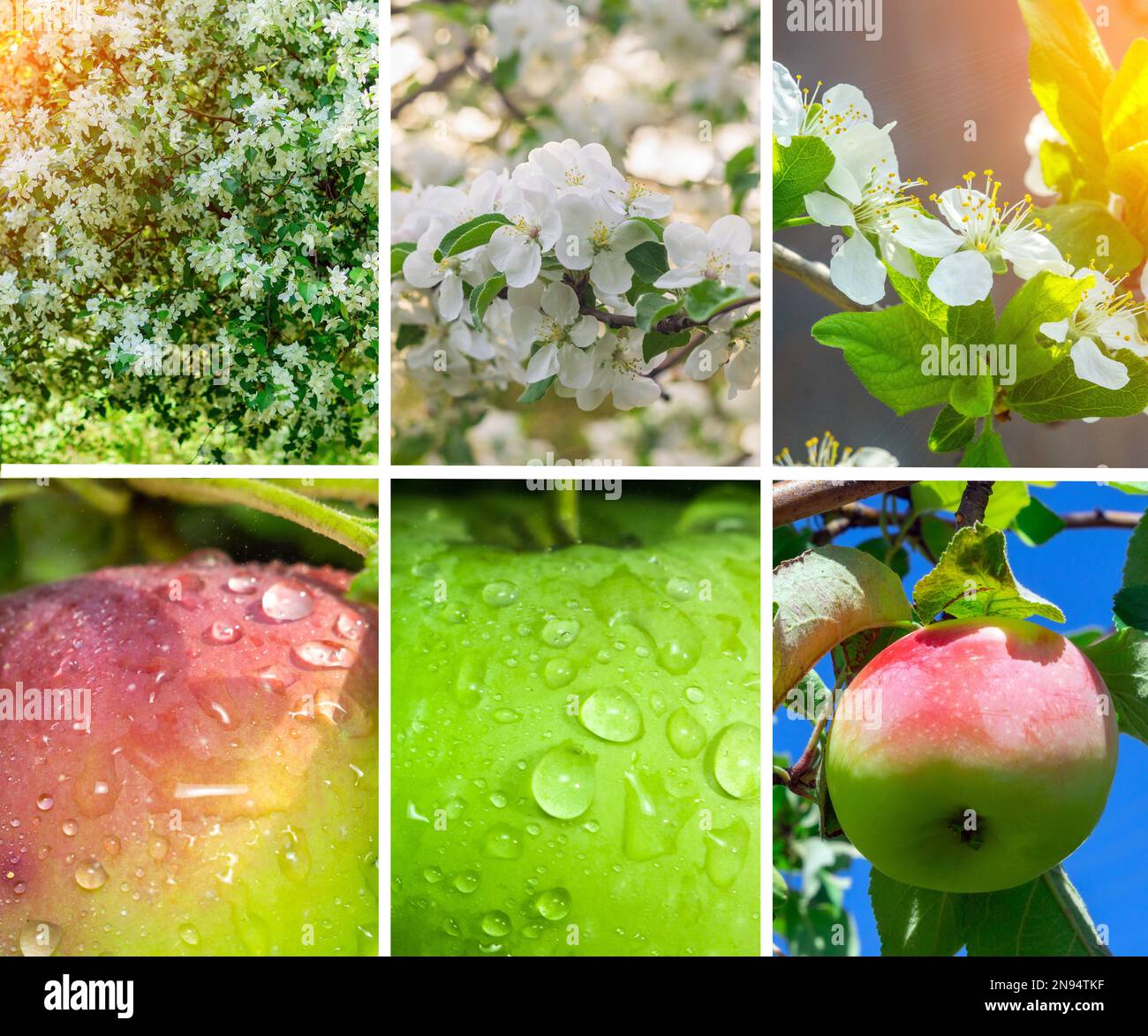 Collage of different varieties of apples, harvesting process. Square ...