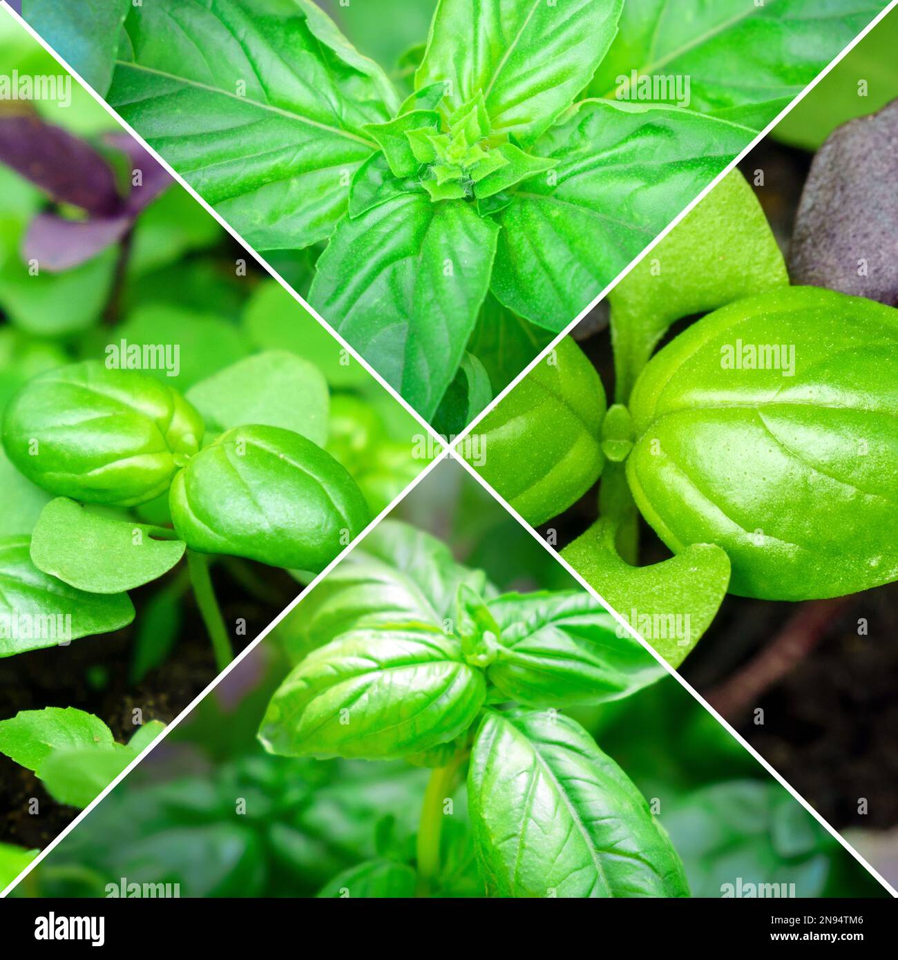 Collage of fresh herb, basil. Collage, collection banner Square photo ...