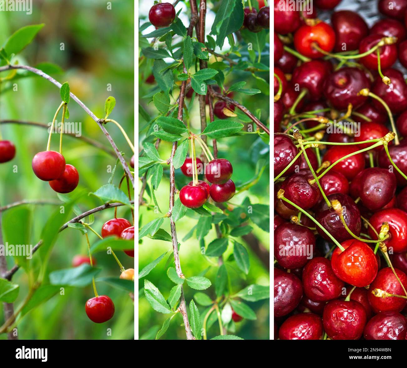 Cherry collection system hi-res stock photography and images - Alamy